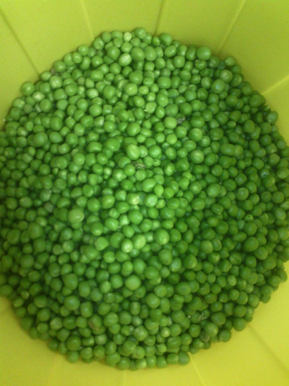 Domaći grašak, grah, mahune