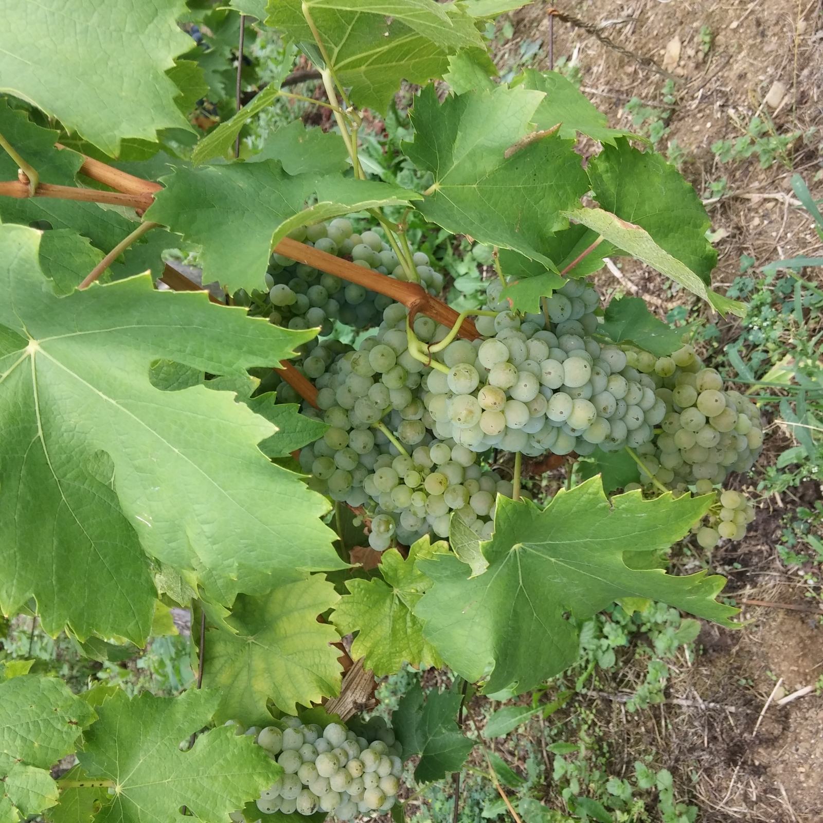 Grozde berba 2020cjena 4kn kg