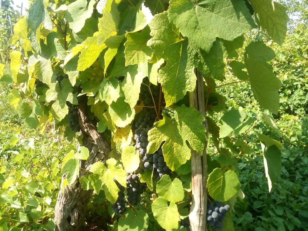 Grožđe crno,direktor (izabela)