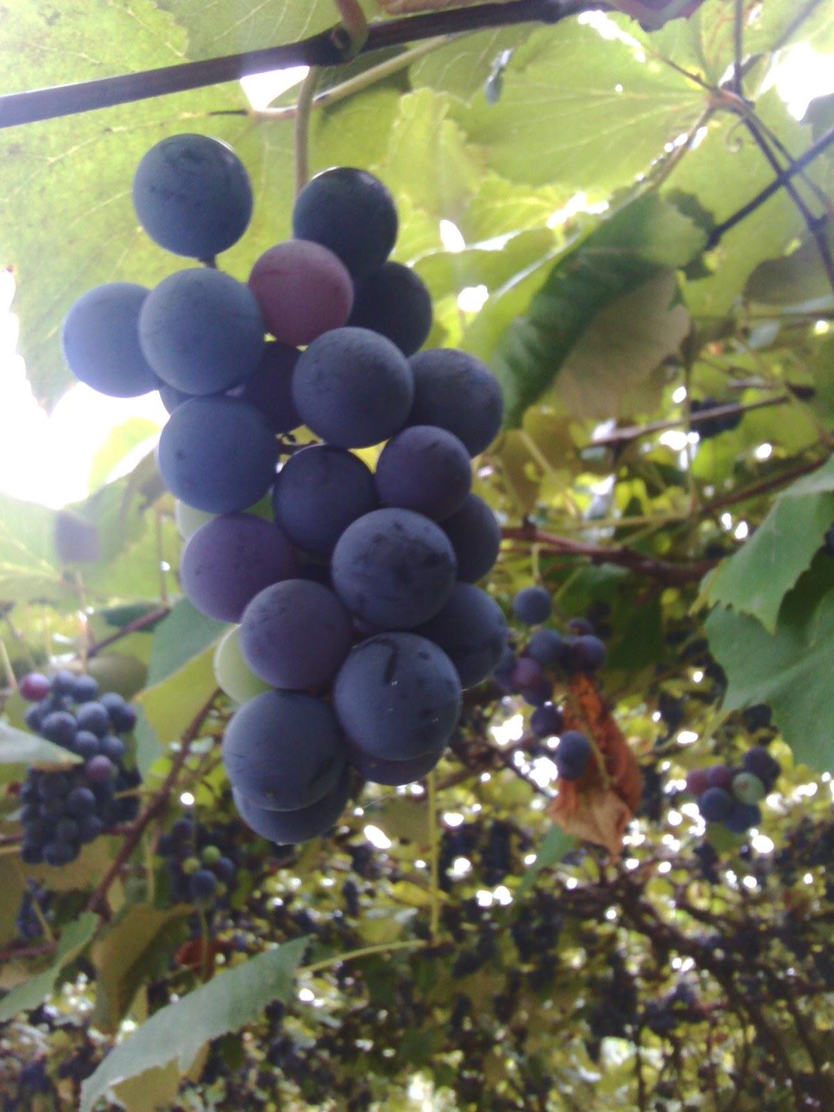 GROŽĐE CRNO - IZABELA