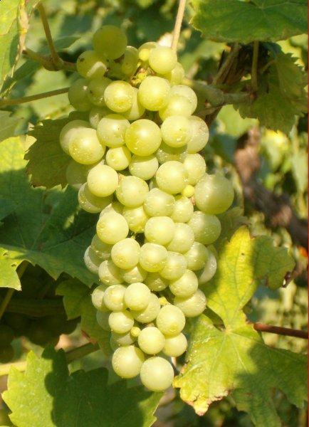 GROŽĐE iz doline Kardinala Stepinca