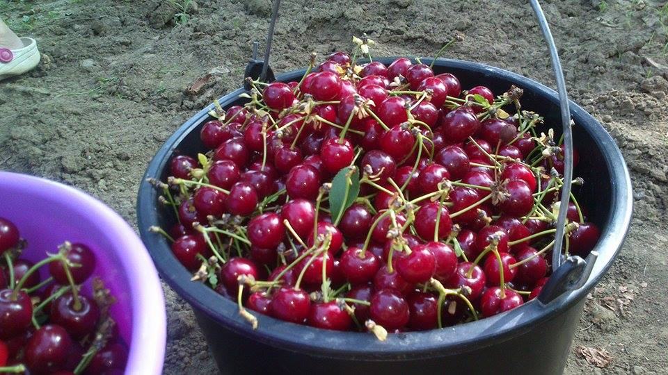 Konzumna višnja