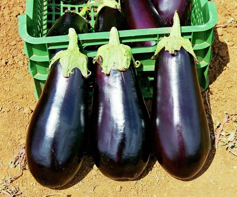 Patliđan 2,5 kn/kg