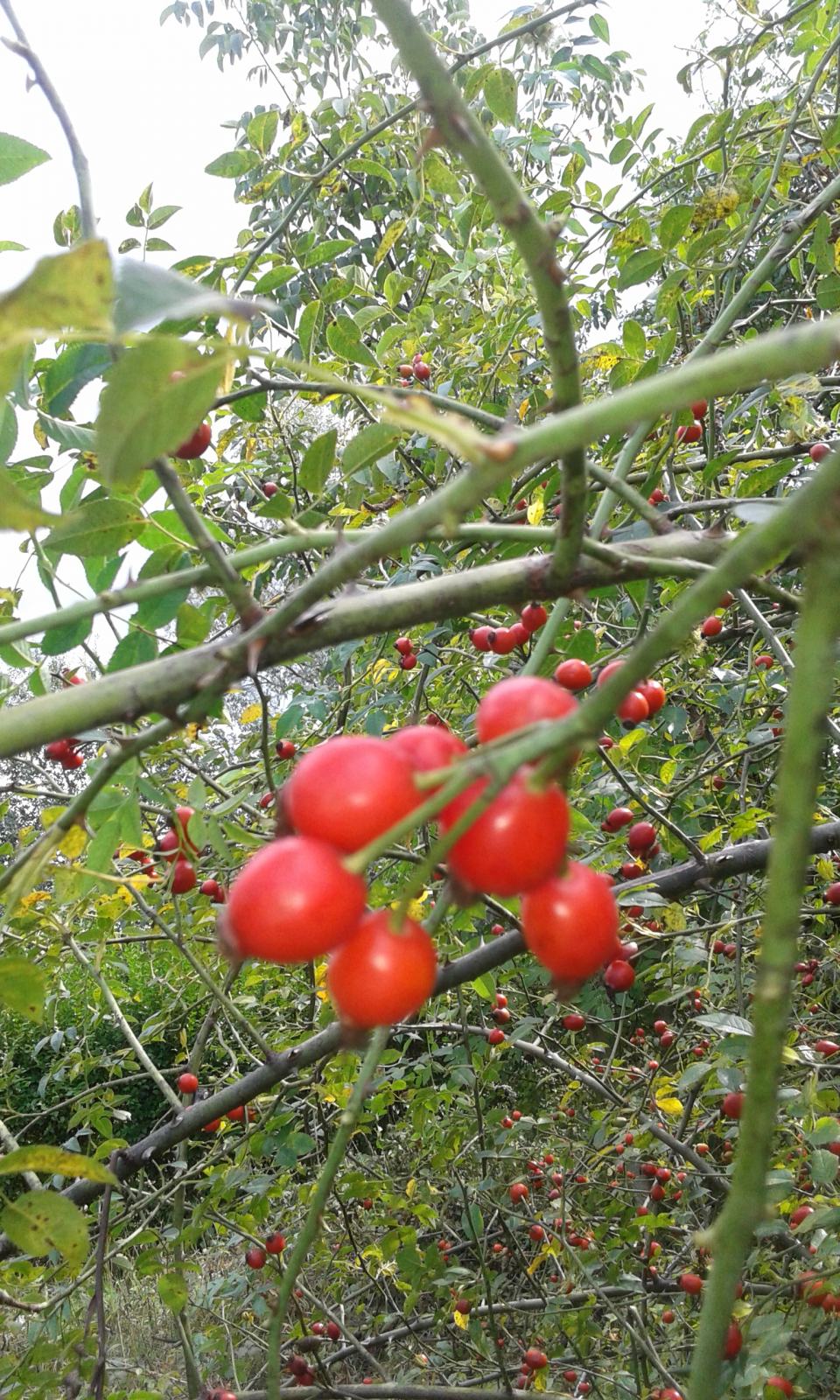 Prodajem divlji šipak