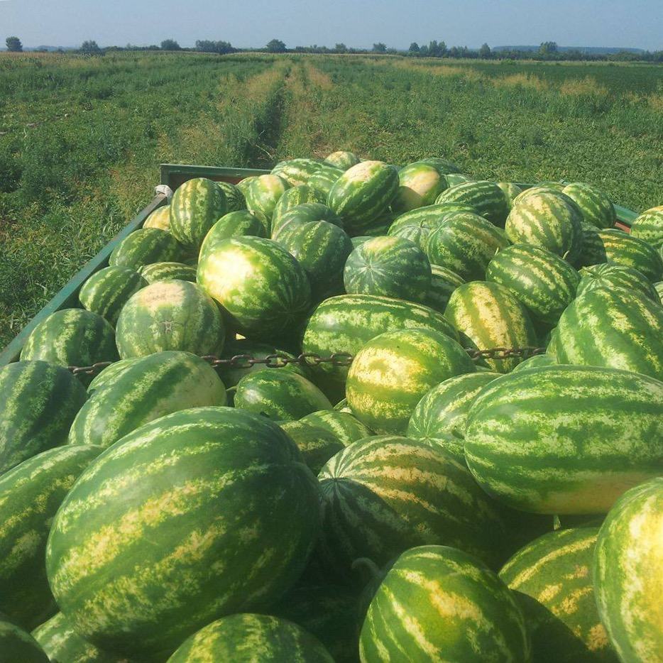 Prodajem Ilačke ljubenice na veliko 1,50kn/kg