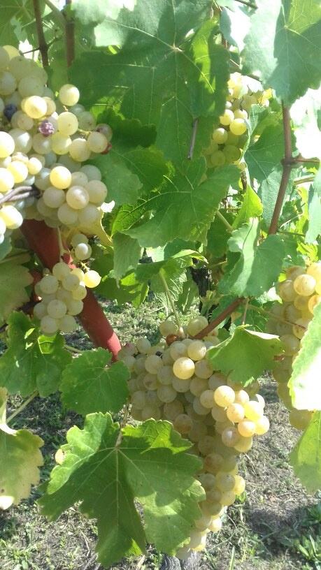 PRODAJEM MJESANO BIJELO GROŽĐE KAŠINA-ĐURĐEKOVEC