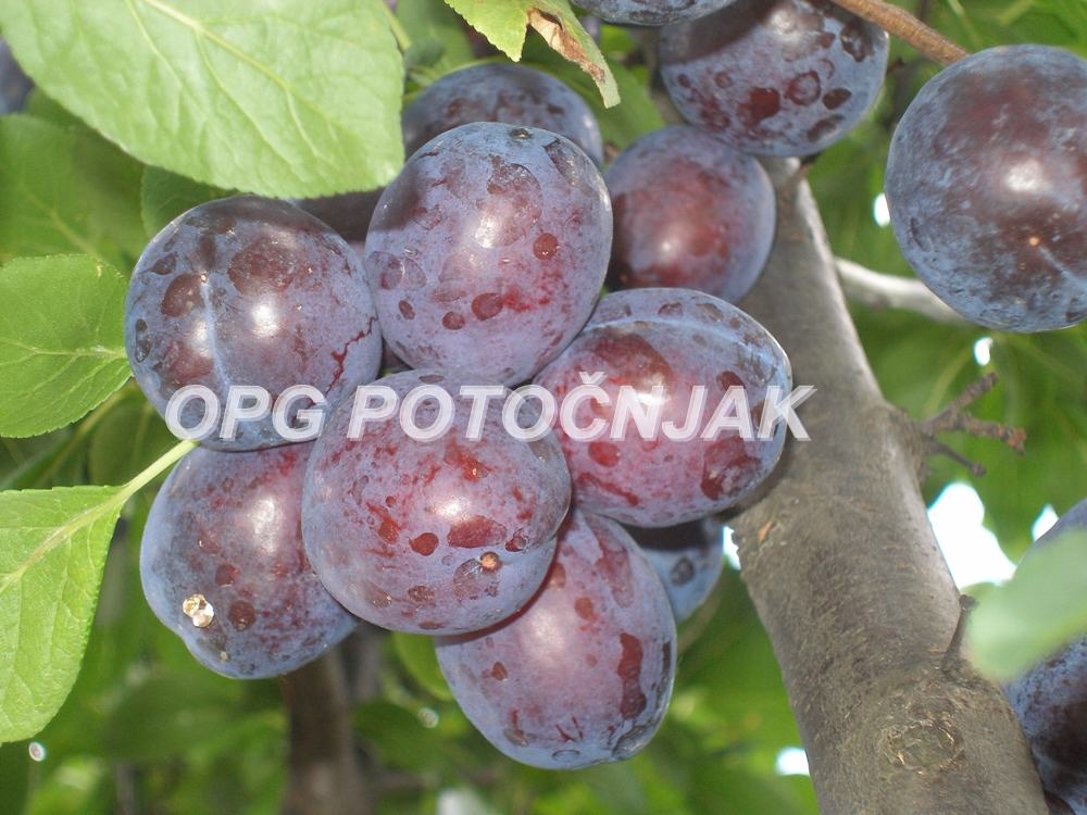 ŠLJIVE STANLEY - KOPRIVNICA