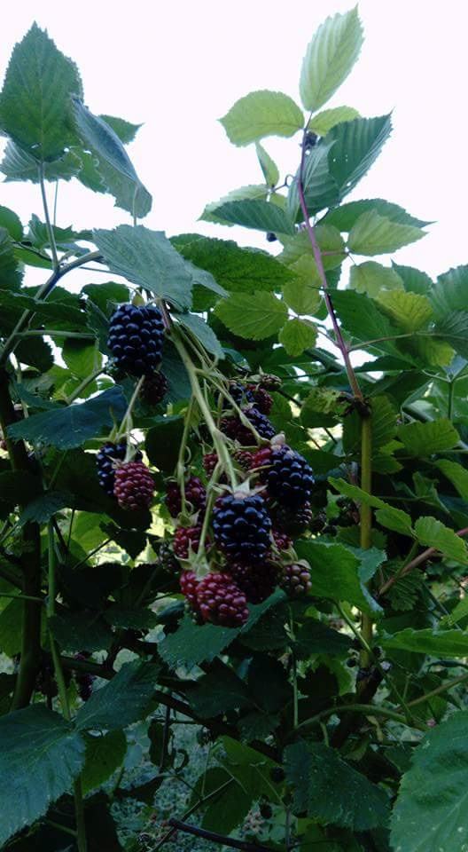 Svježe kupine - organski uzgoj