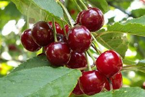 Višnja maraska!!!!!!!