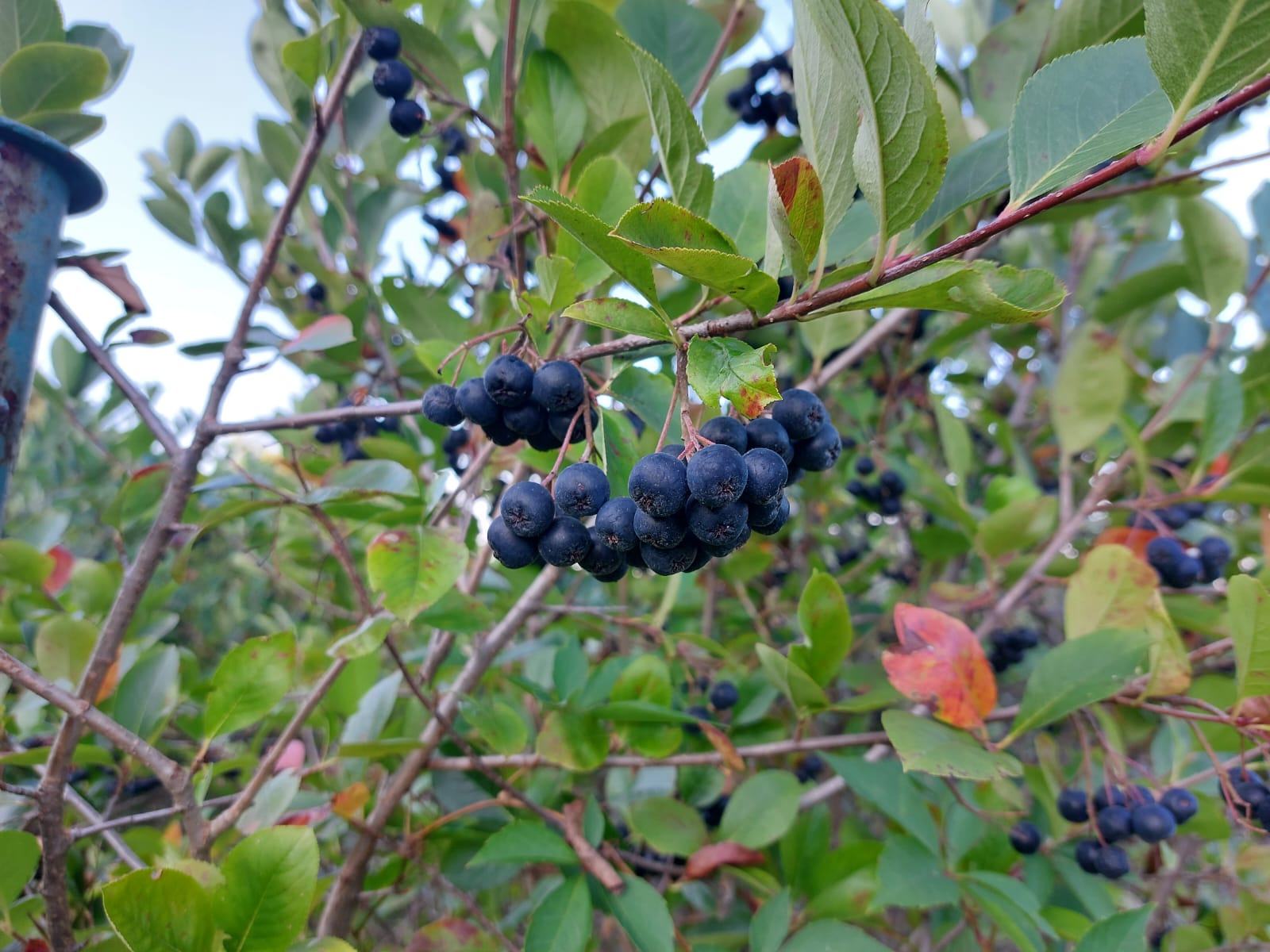 ARONIJA - svježe bobice