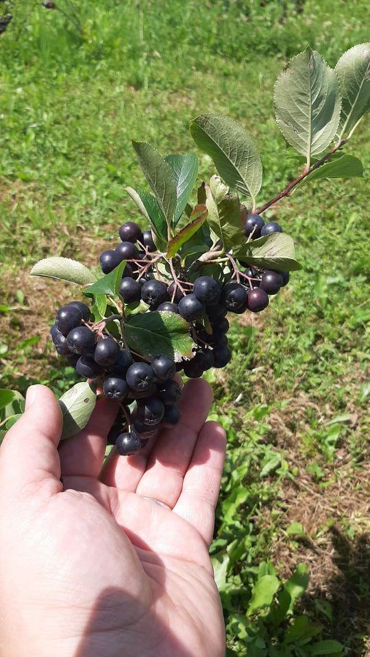 Aronija, svježe ubrana