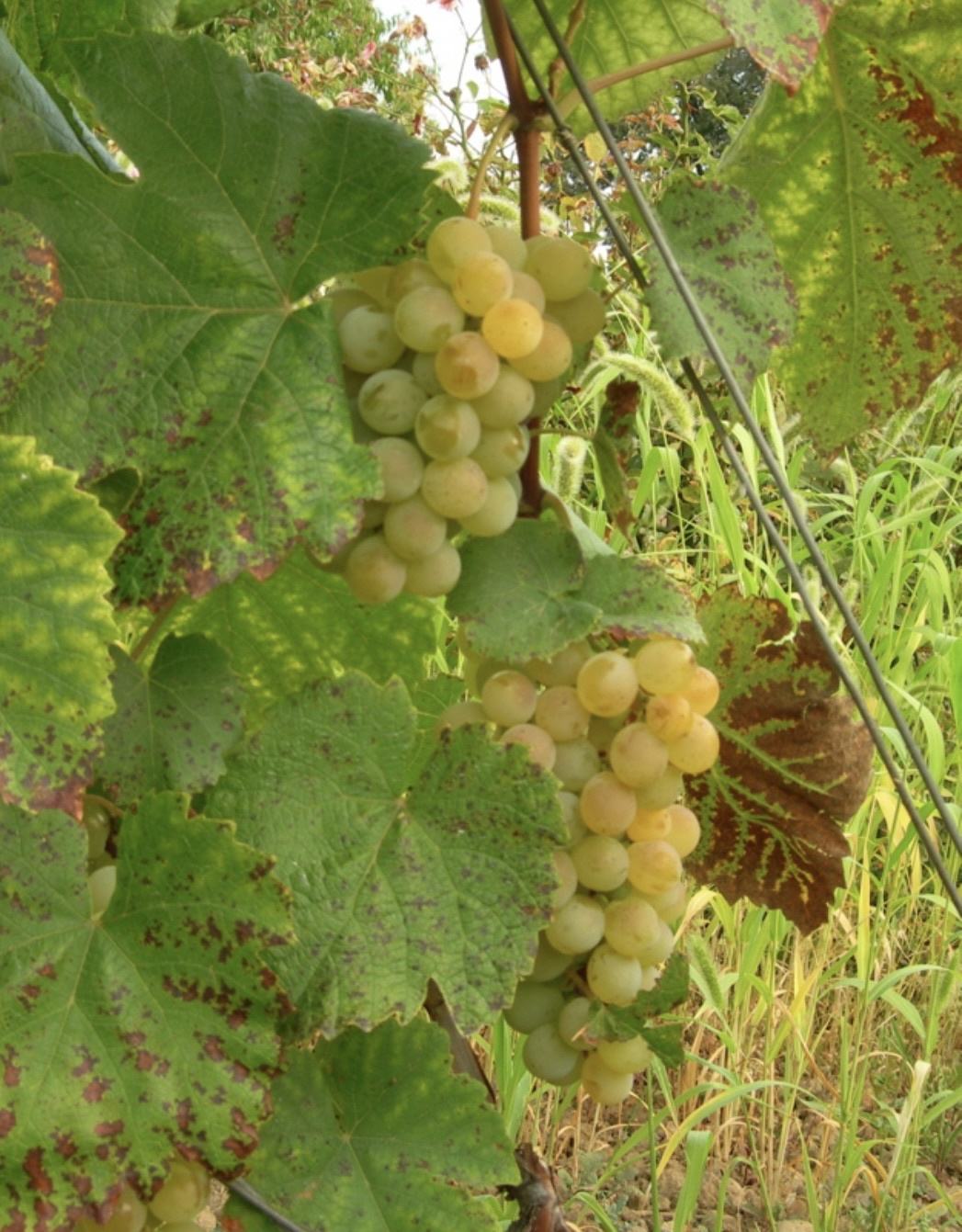 Bijelo grožđe DIREKT