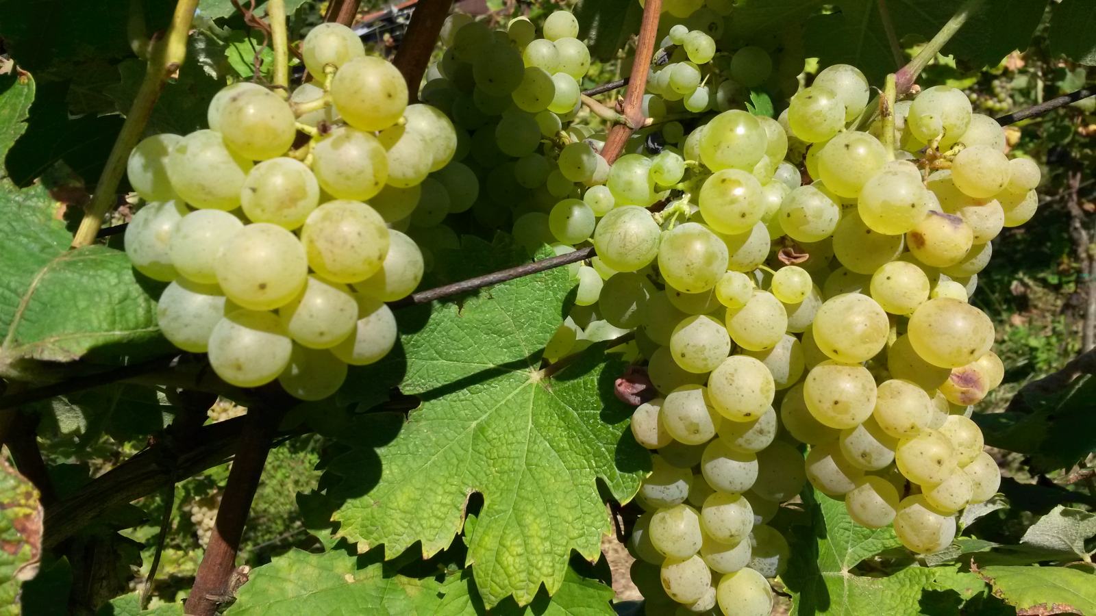 Bijelo grožđe miješanih sorti Zabok