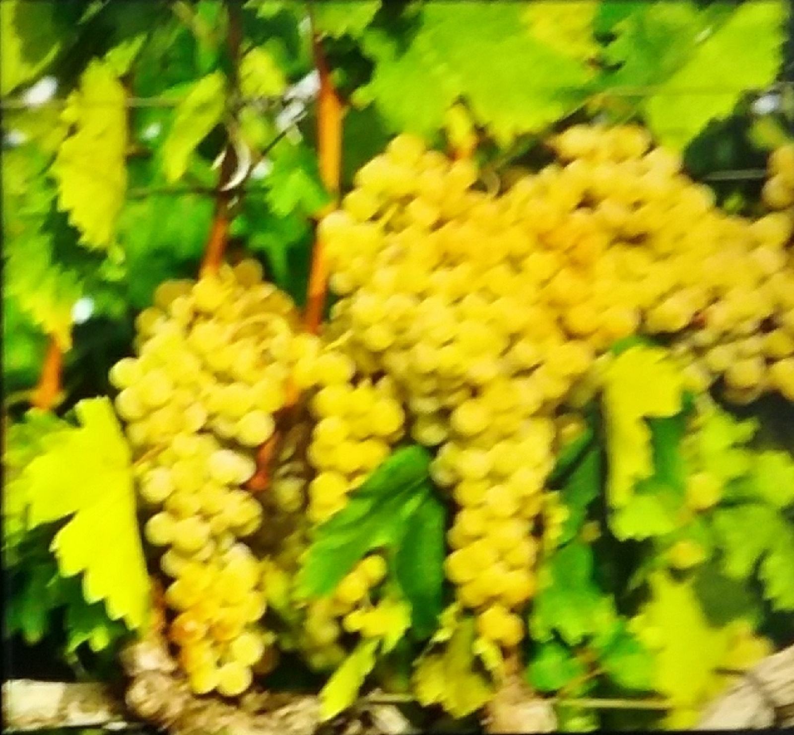 BIJELO GROŽĐE OTOK VIS cijena 1,20 eura/kg