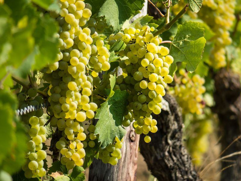 Bijelo grožđe