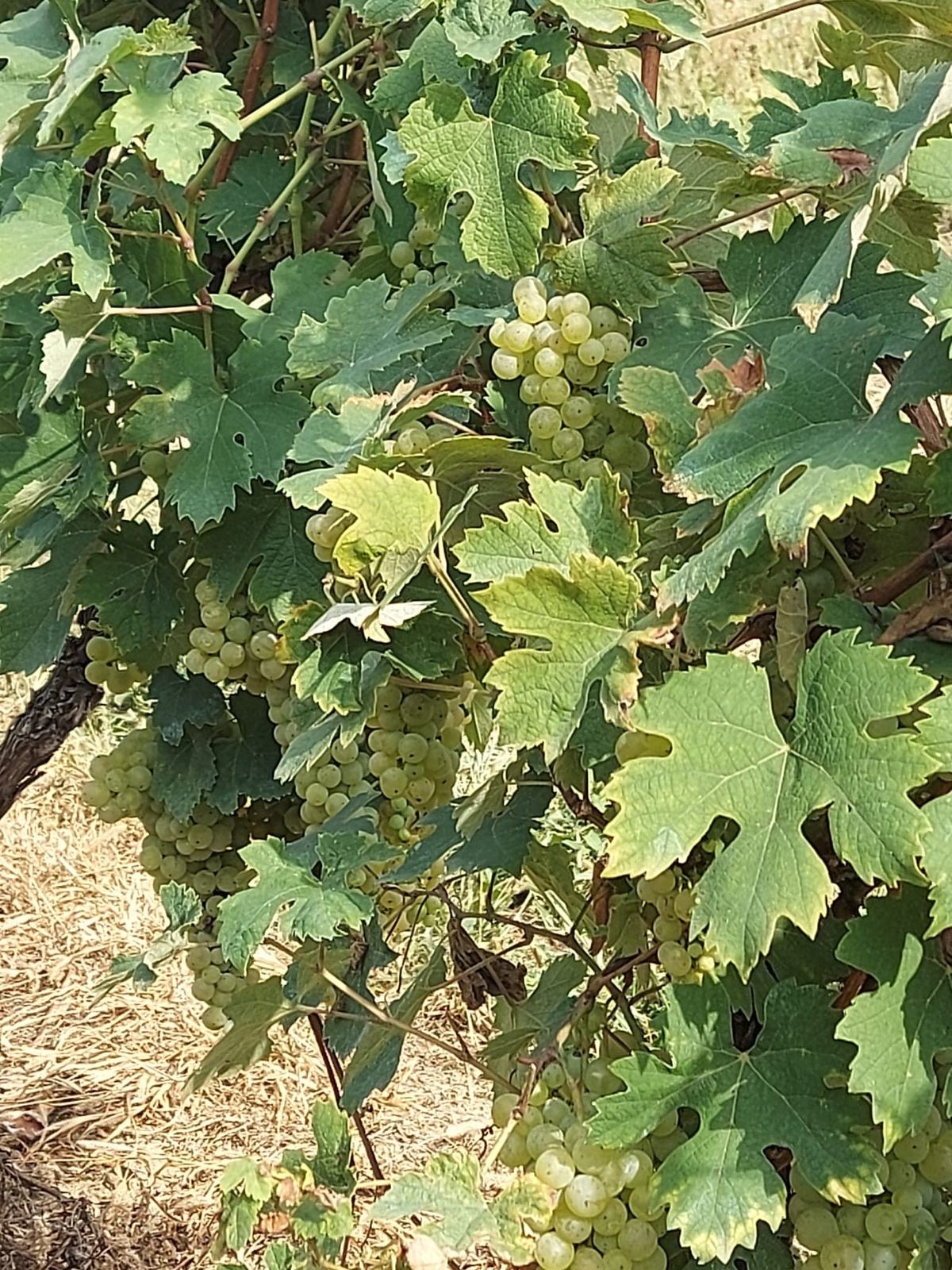 Bijelo grožđe, miješano