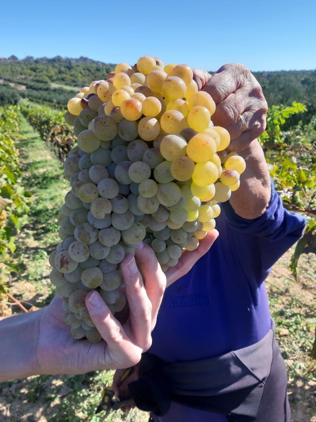 Domaće bijelo grozđe, Skradinski debit, 1,5e kg