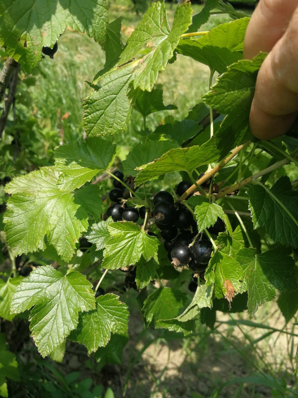 Crni ribizl eko plodovi