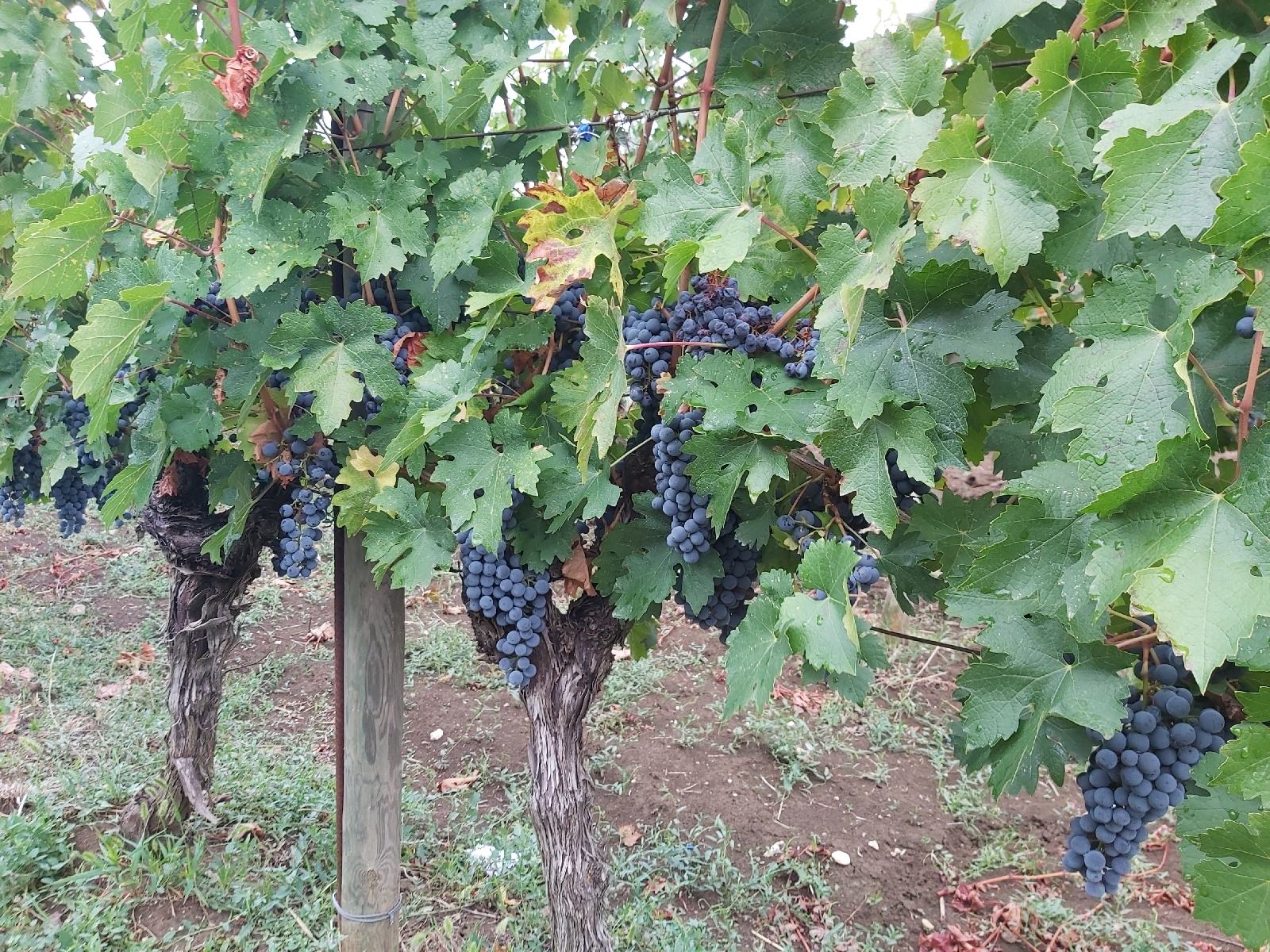 Crno grožđe - Cabernet Sauvignon