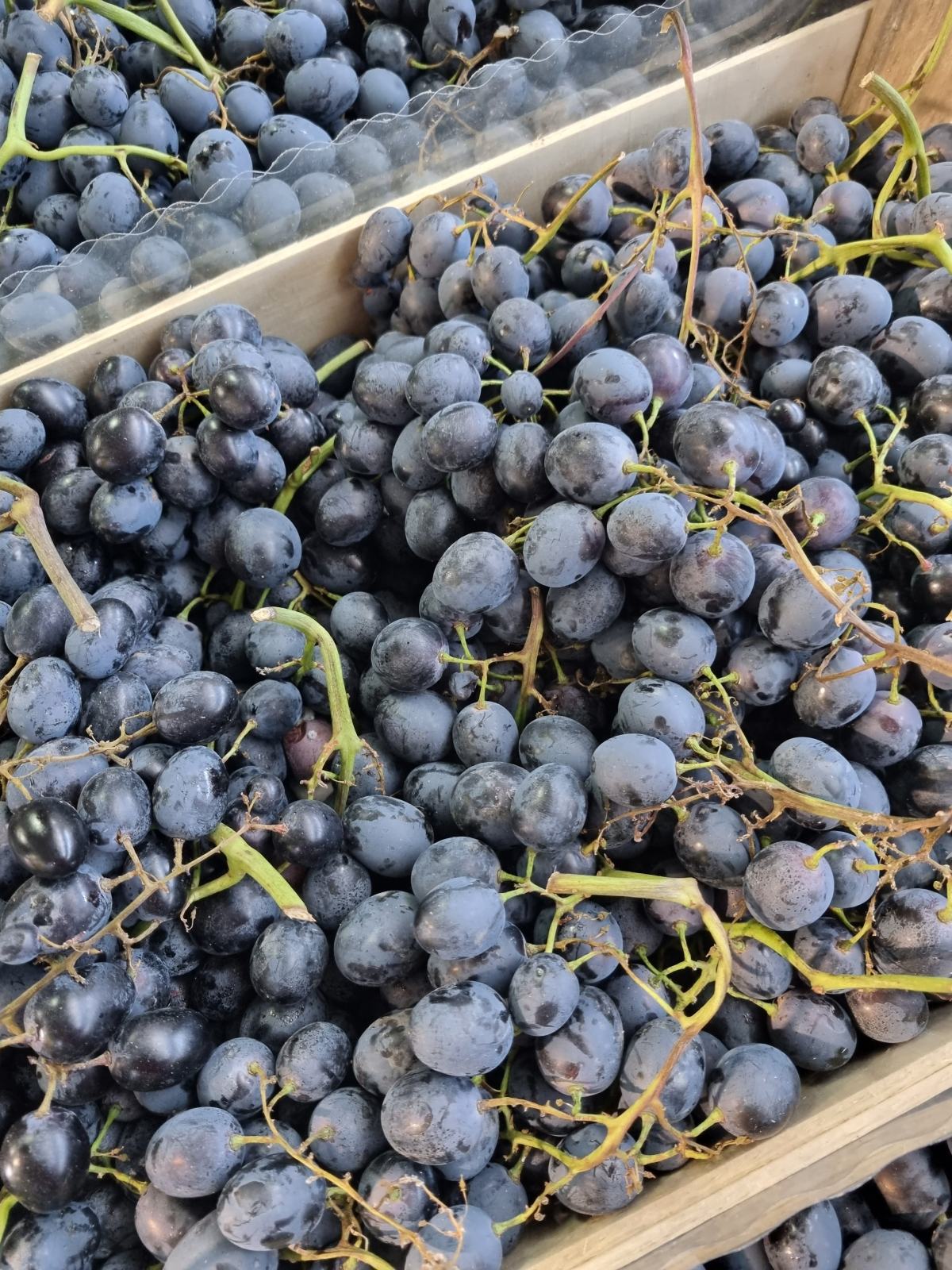 CRNO GROŽĐE 1€ / kg