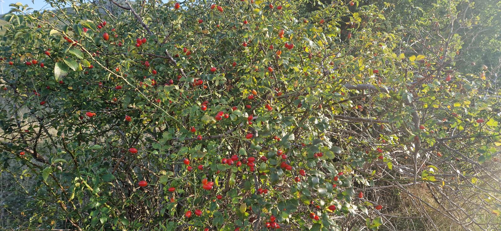 Divlji šipak (Rosa canina)