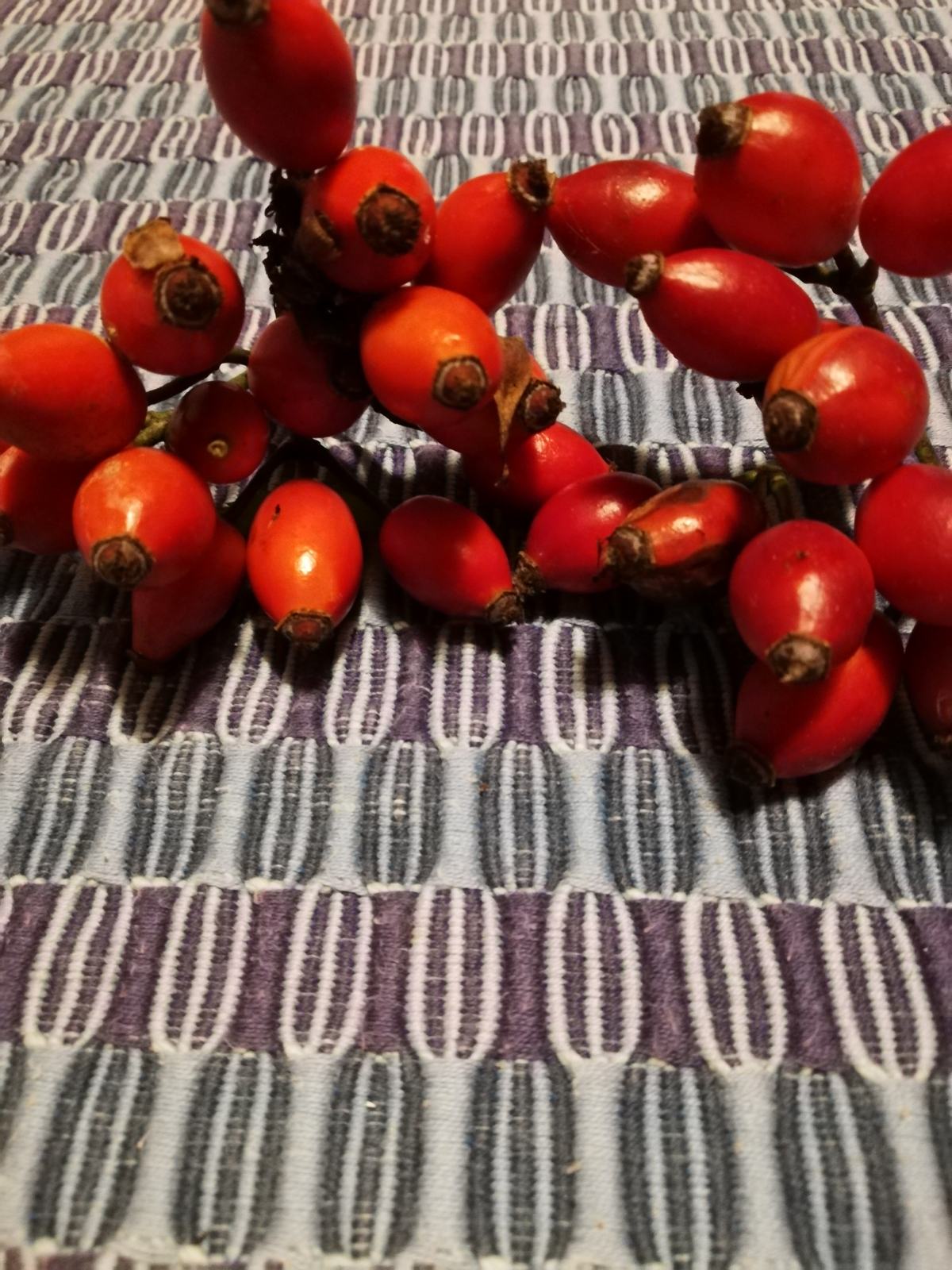 Divlji šipak, šipurak- Rosa canina(laxa)