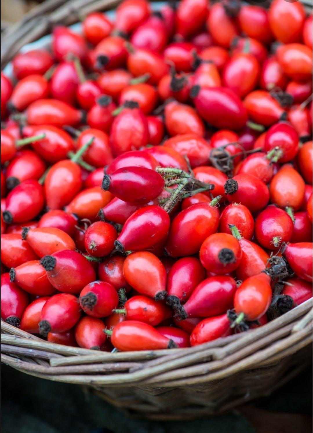 Divlji šipak / Šipurak / Rosa Canina / Pasja ruža / Divlja ruža