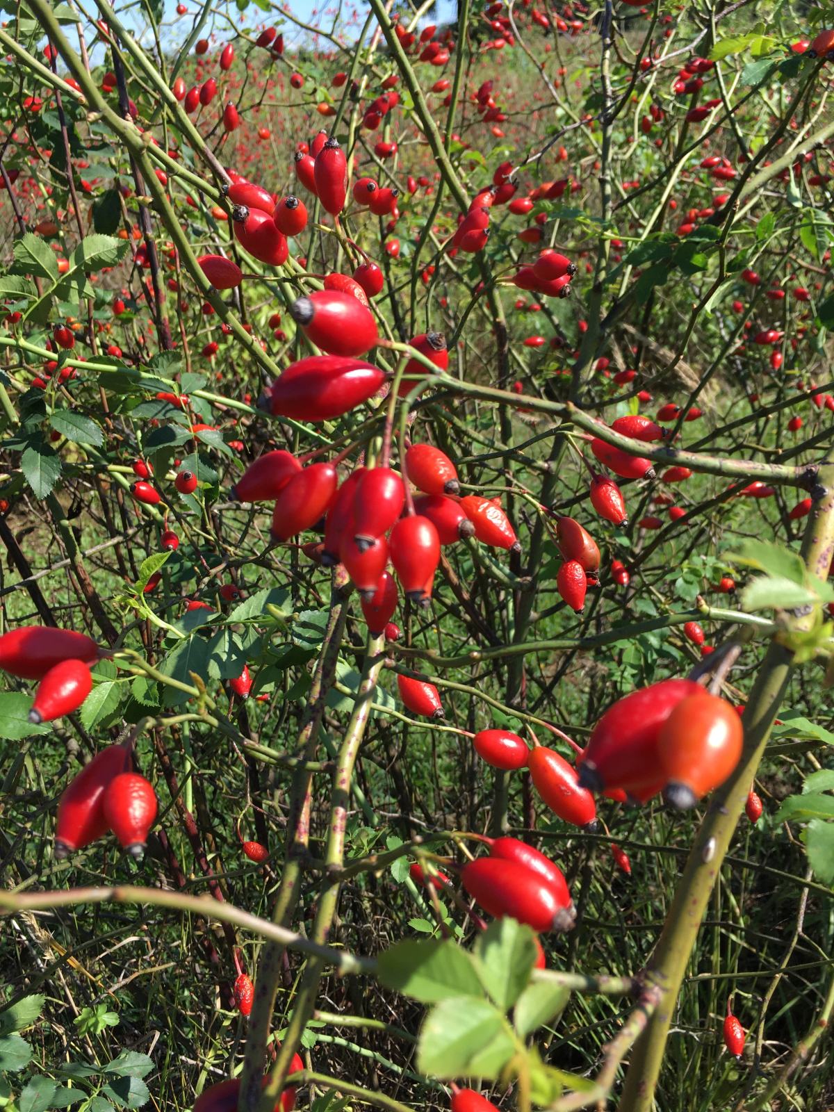 Divlji šipak, ekološki