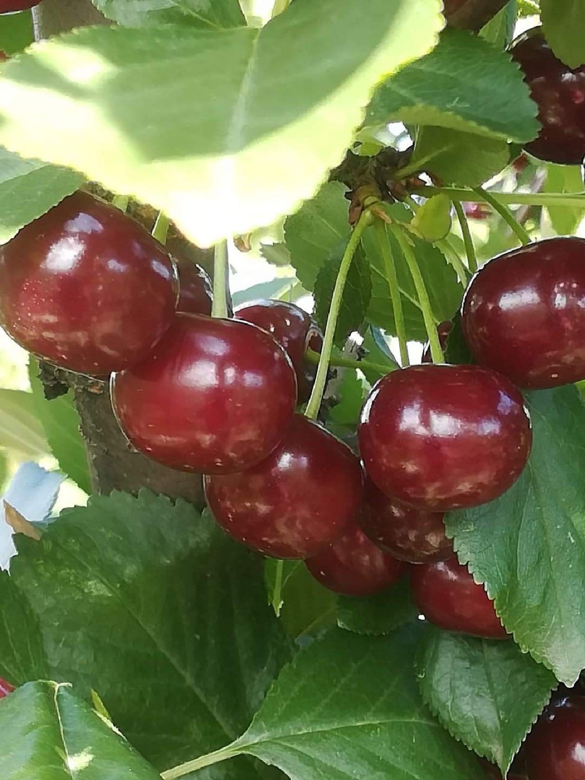 DOMAĆA VIŠNJA - KASNIJA SORTA