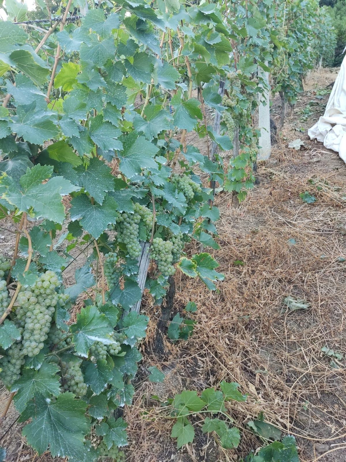 Domaće sortno grožđe