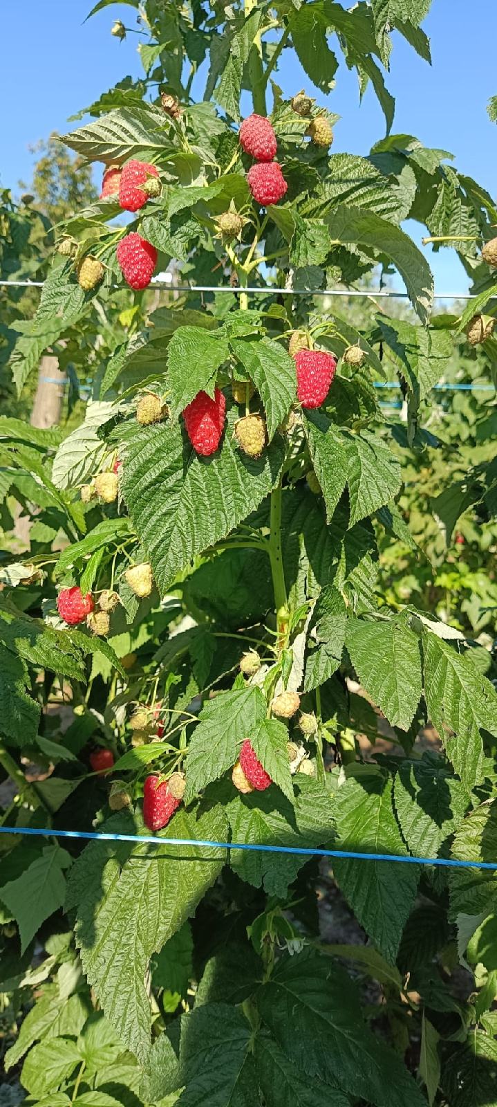 Domaće svježe maline
