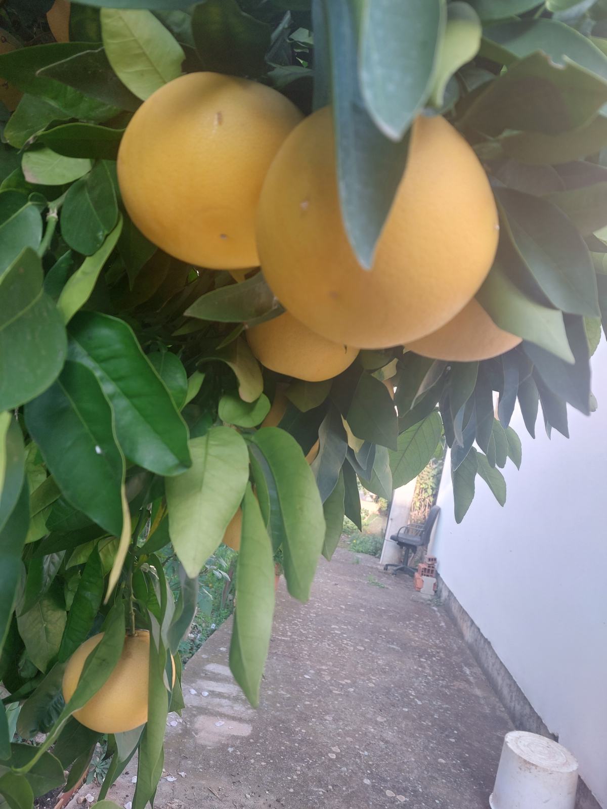 Domaći limun i grejp - Zadar