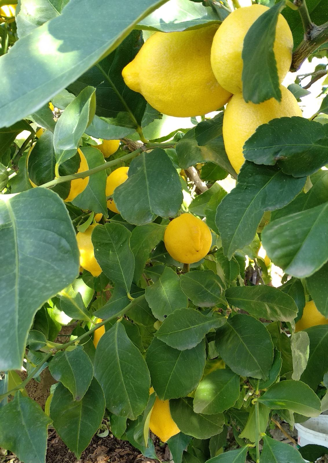 Domaći limun 25 kn/kg