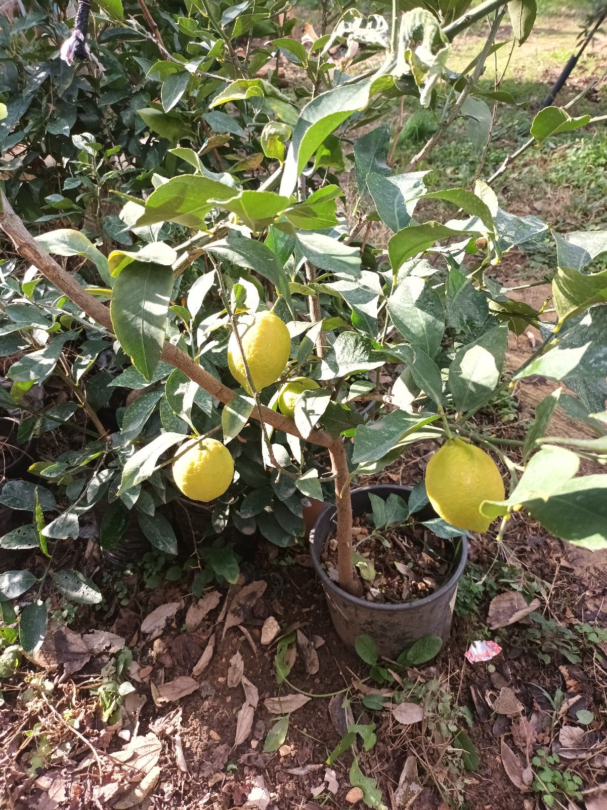 Domaći limuni