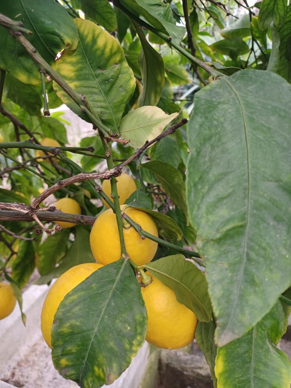 Domaći limuni