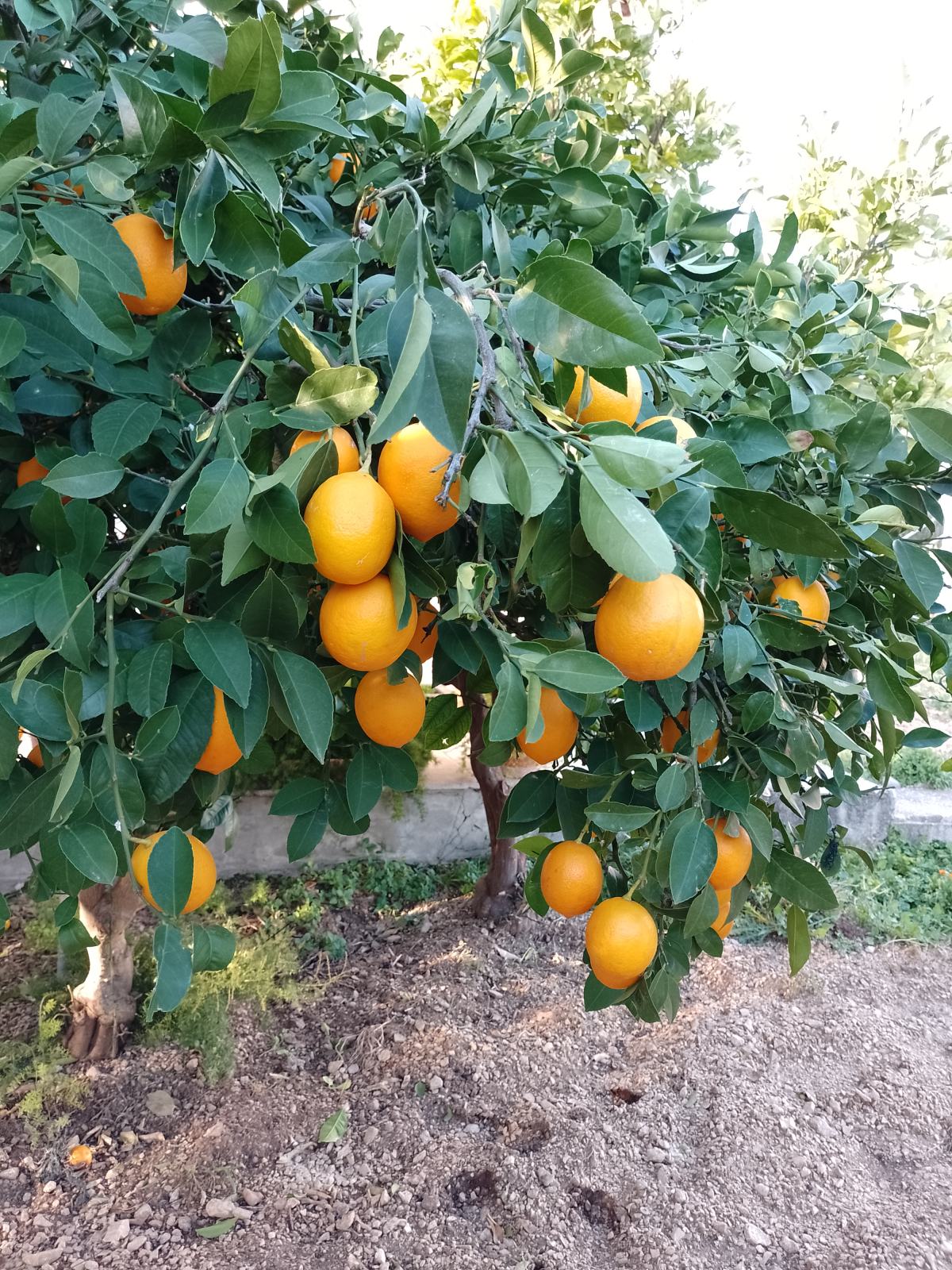 Domaći nešpricani Limun