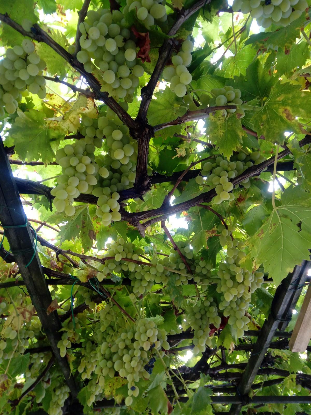 EKO bijelo stolno grožđe