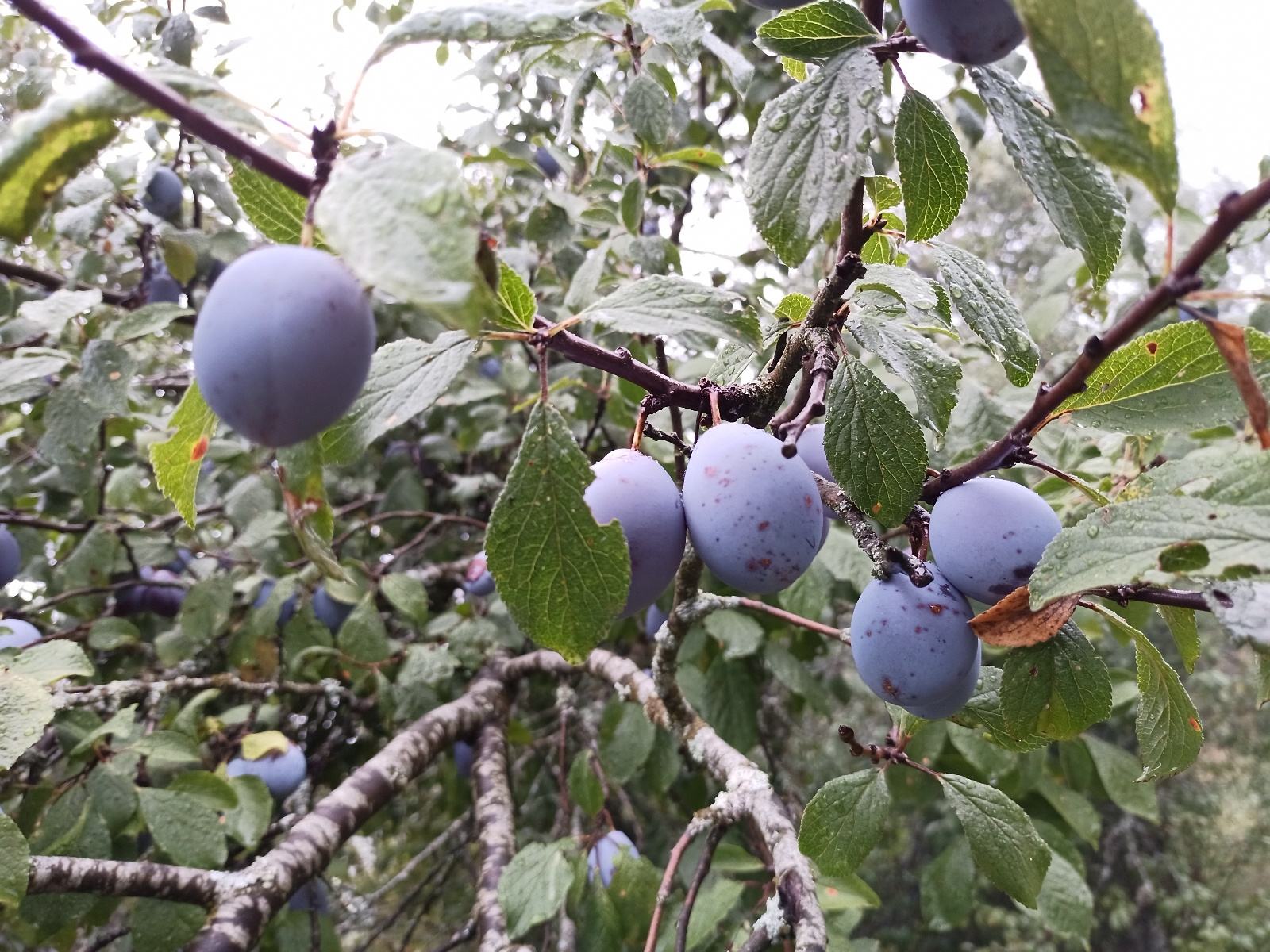 Ekološke šljive bistrice iz Gorskog Kotra