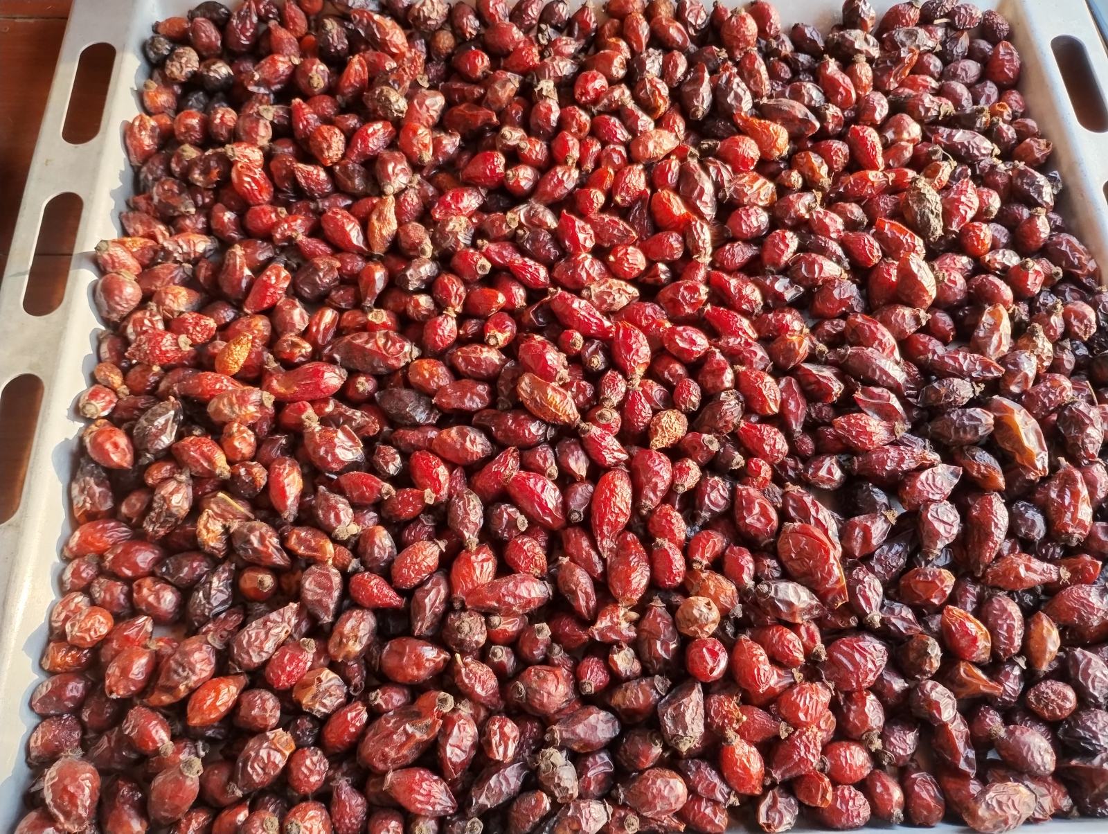 EKOLOŠKI ŠIpak SUHI PLOD