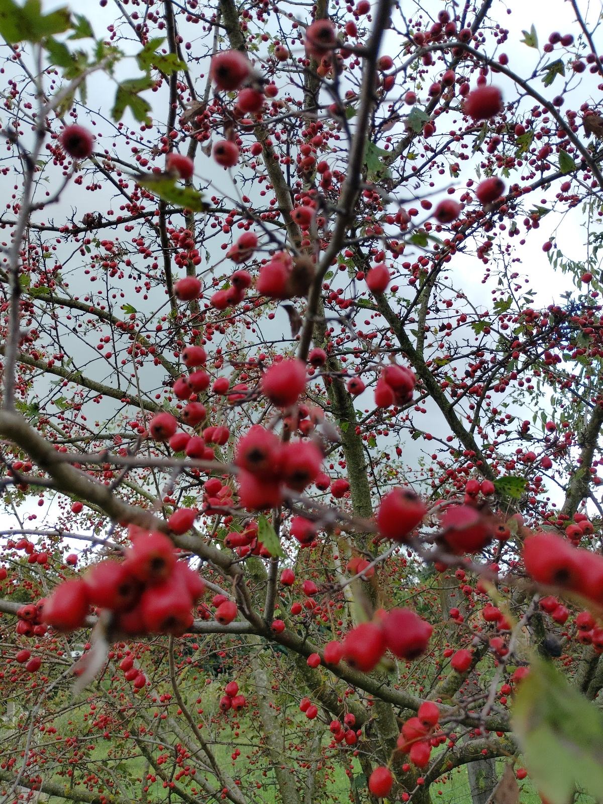 Glog...svježi plodovi