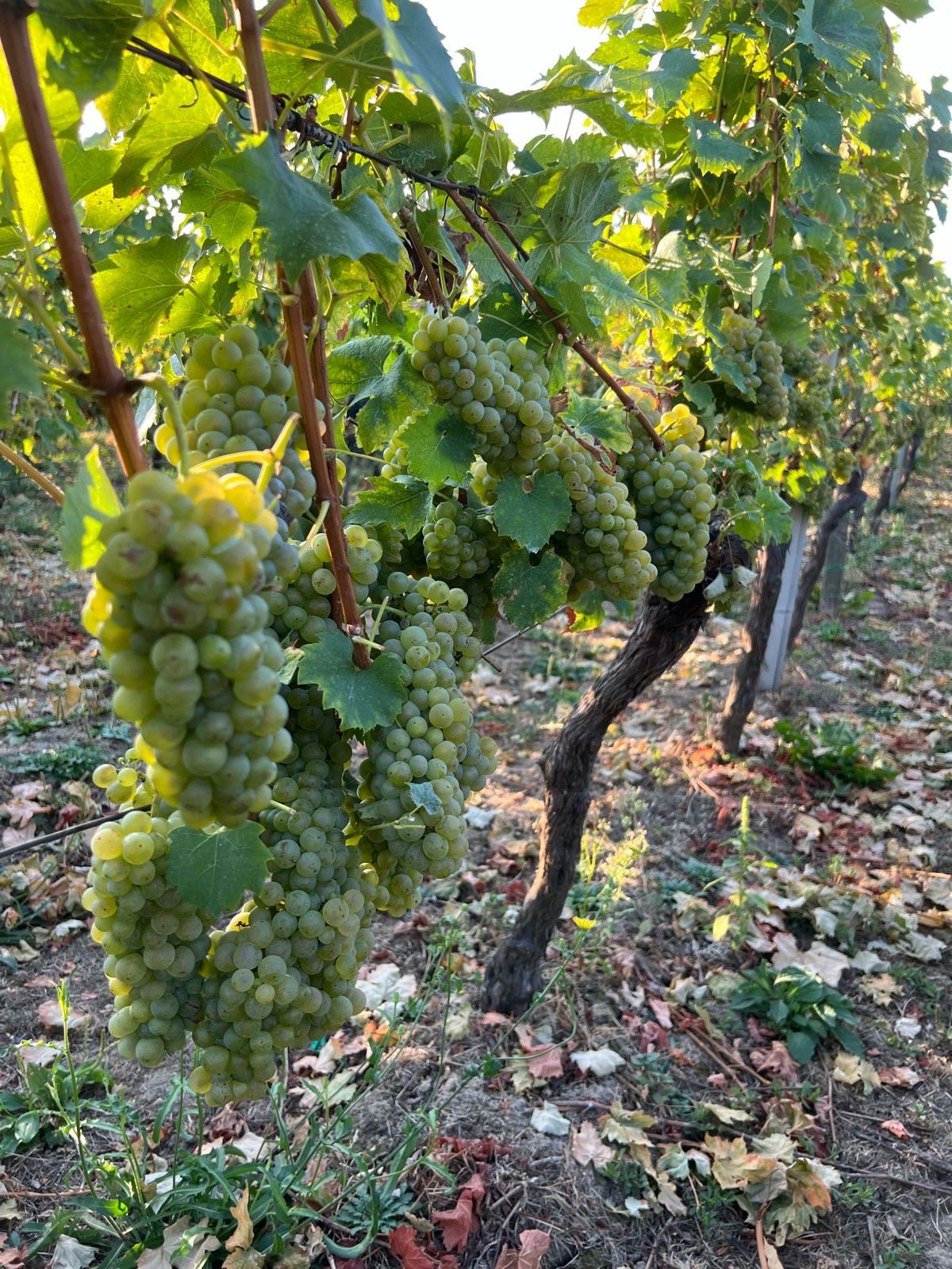 Grožđe sorte Grasevina1kg/1€