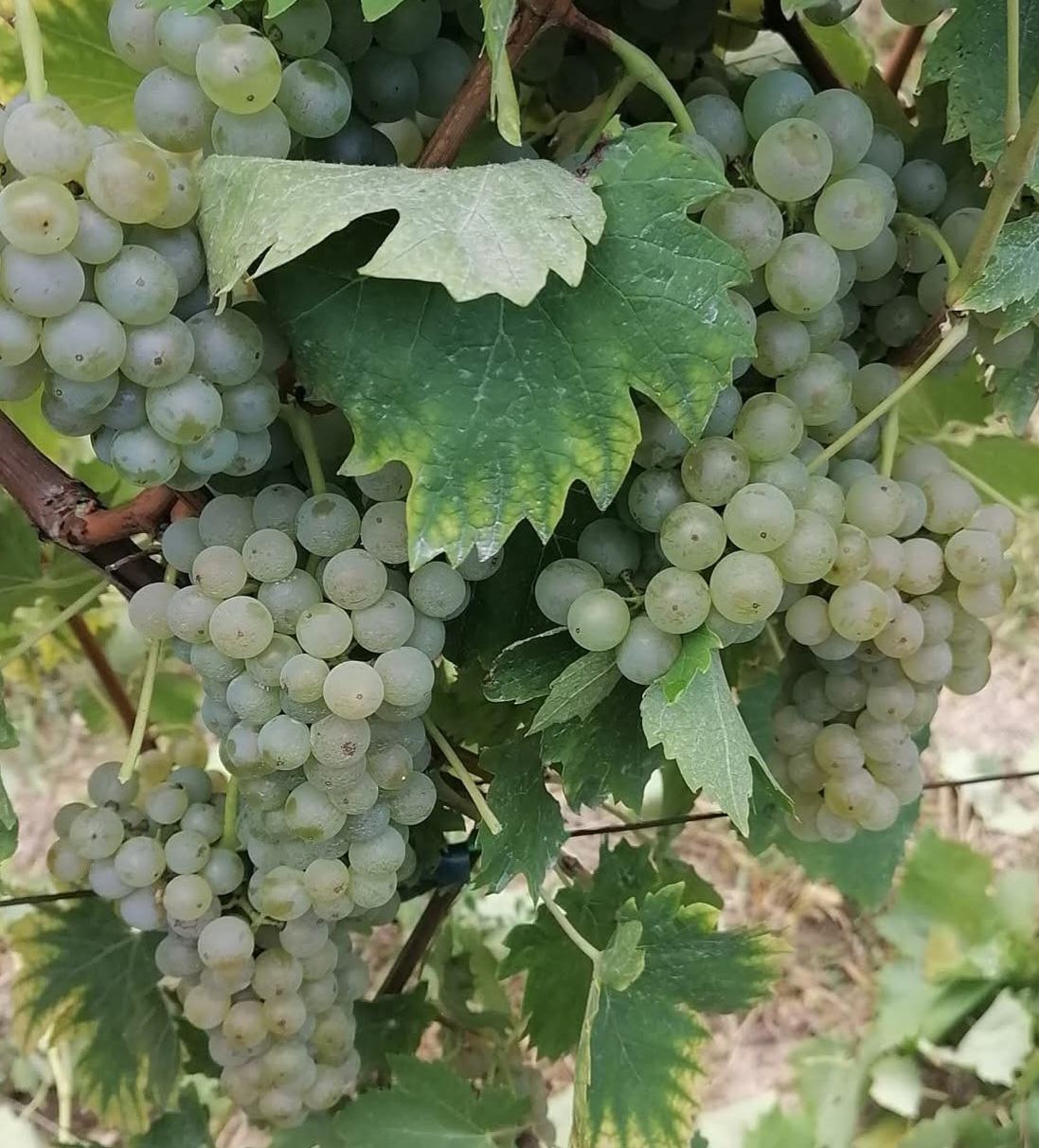 Grožđe - graševina