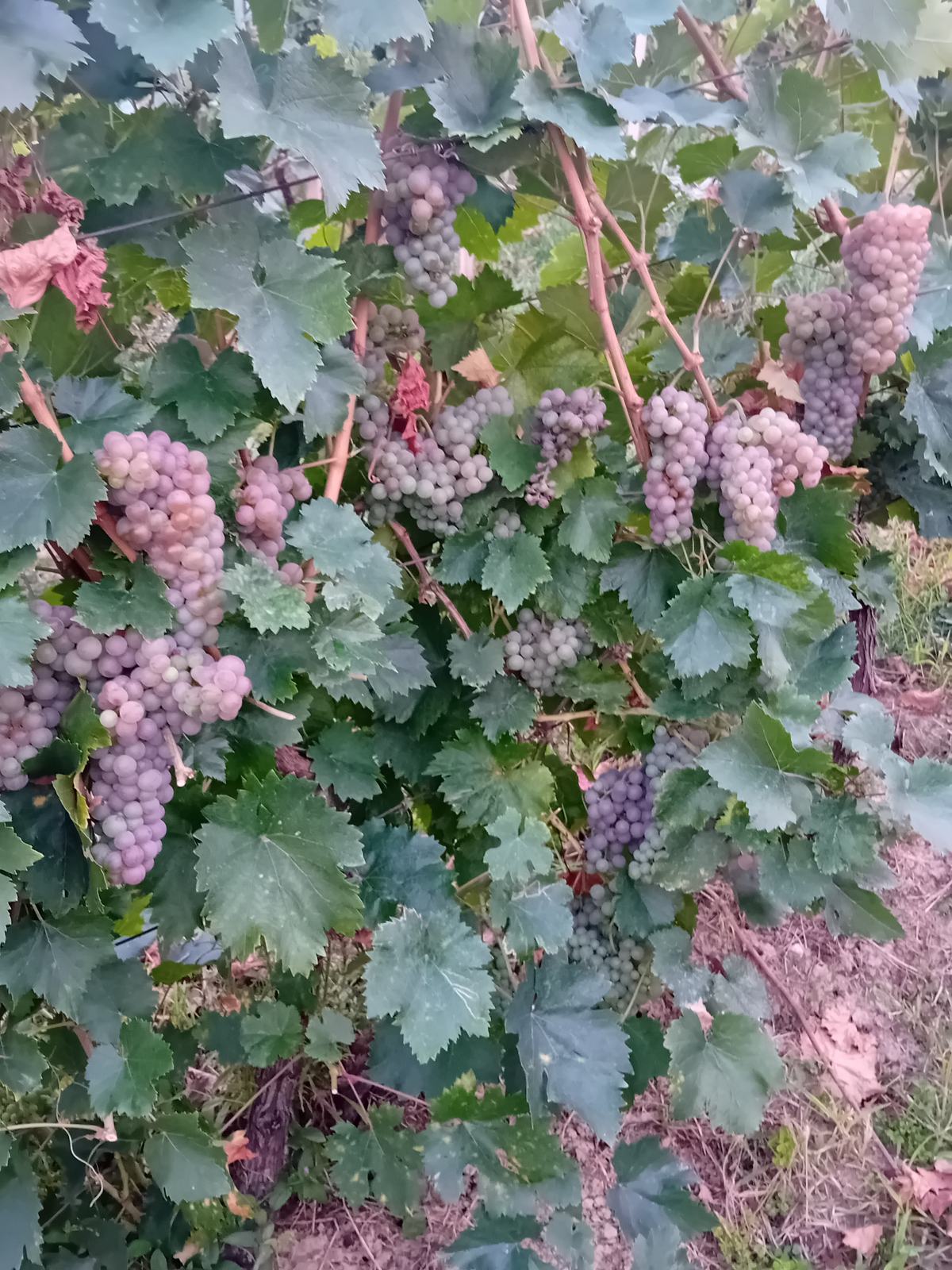 Grožđe kraljevina I grasevina