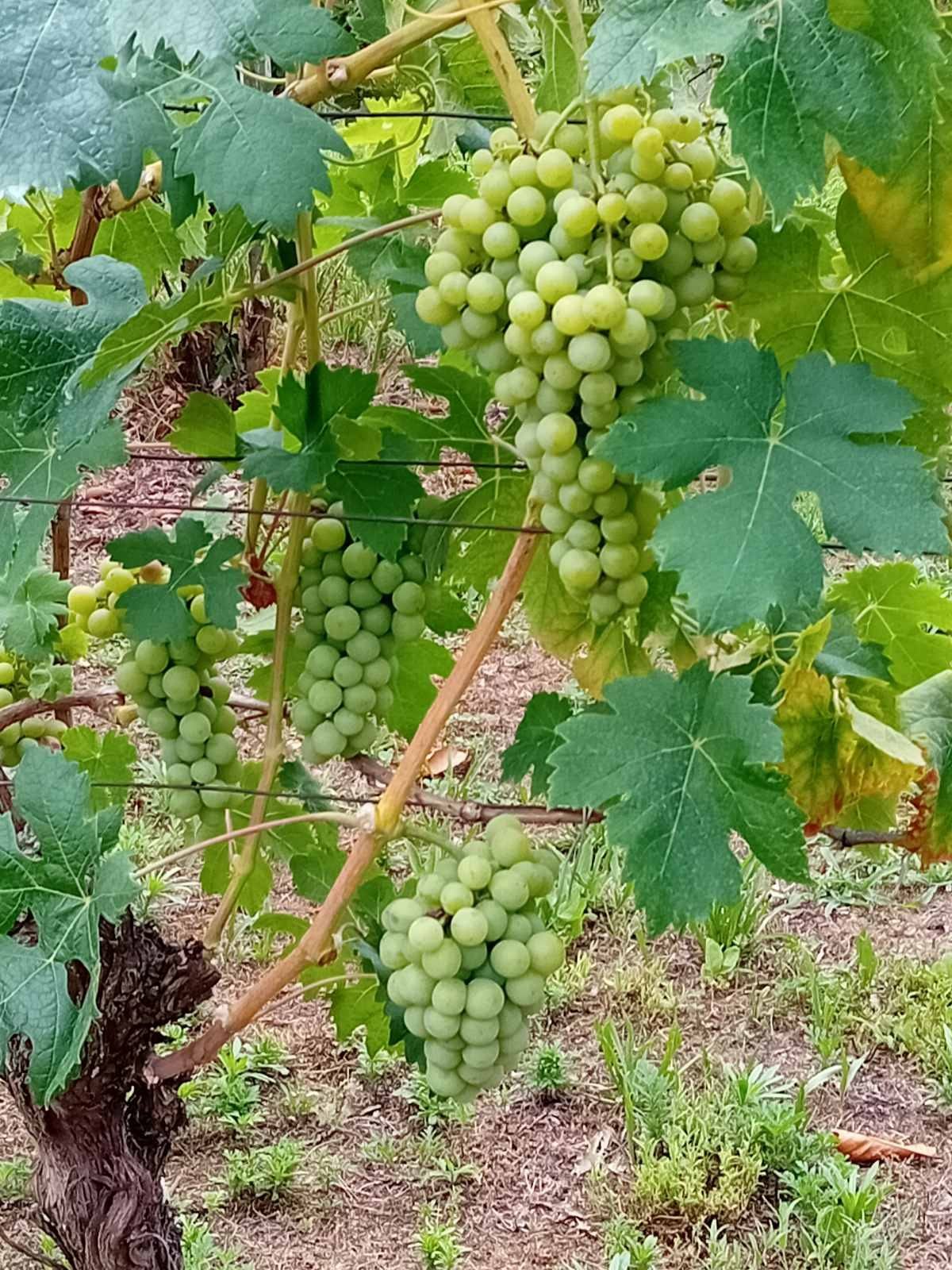 Grožđe razne sorte