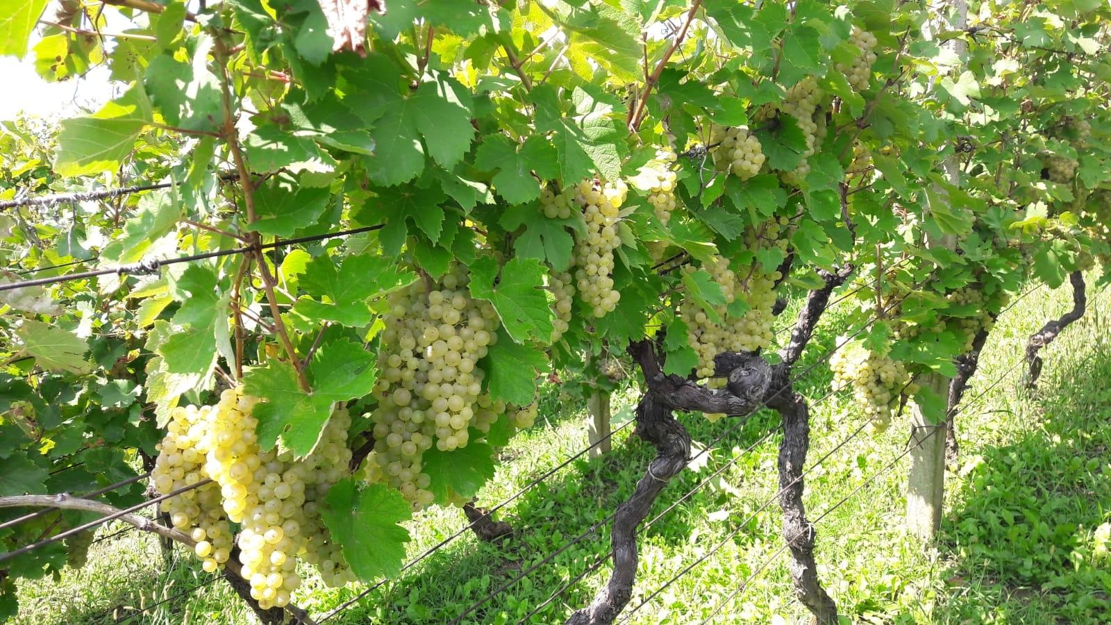 Grožđe izvrsna berba