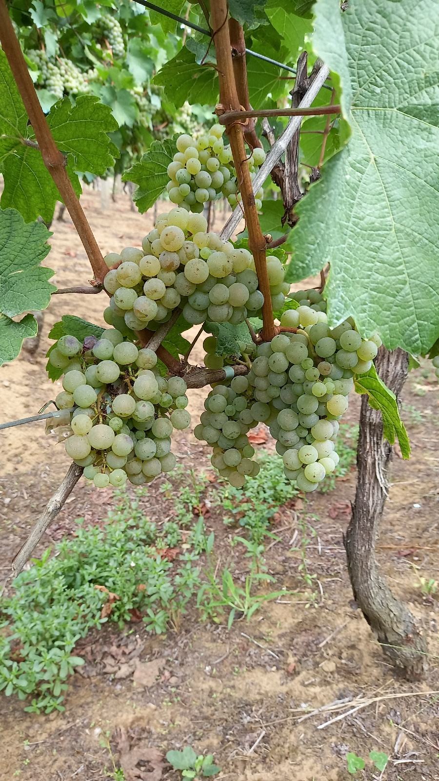 Grožđe sorta Rajnski rizling