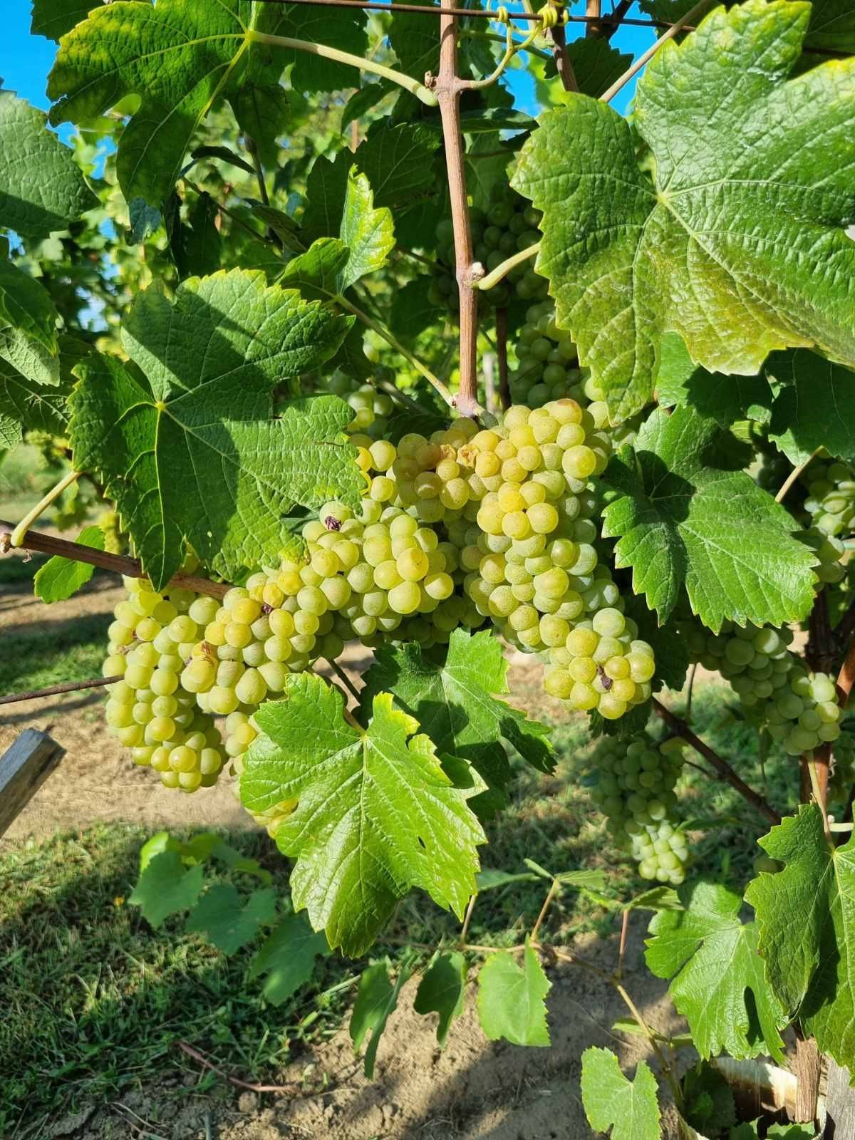 Grožđe - bijeli pinot