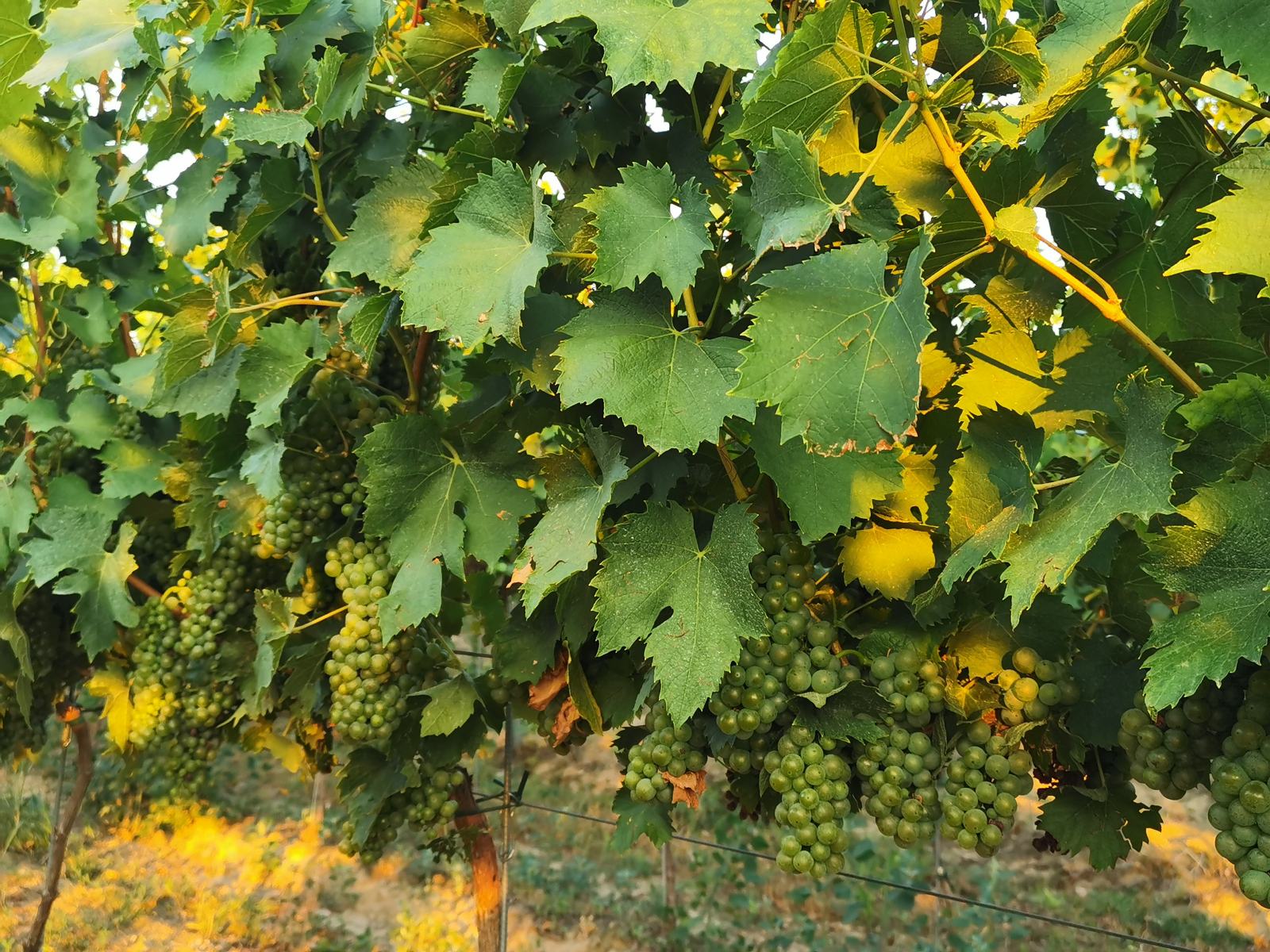 Grozdje (Grasevina, Traminac i Frankovka)