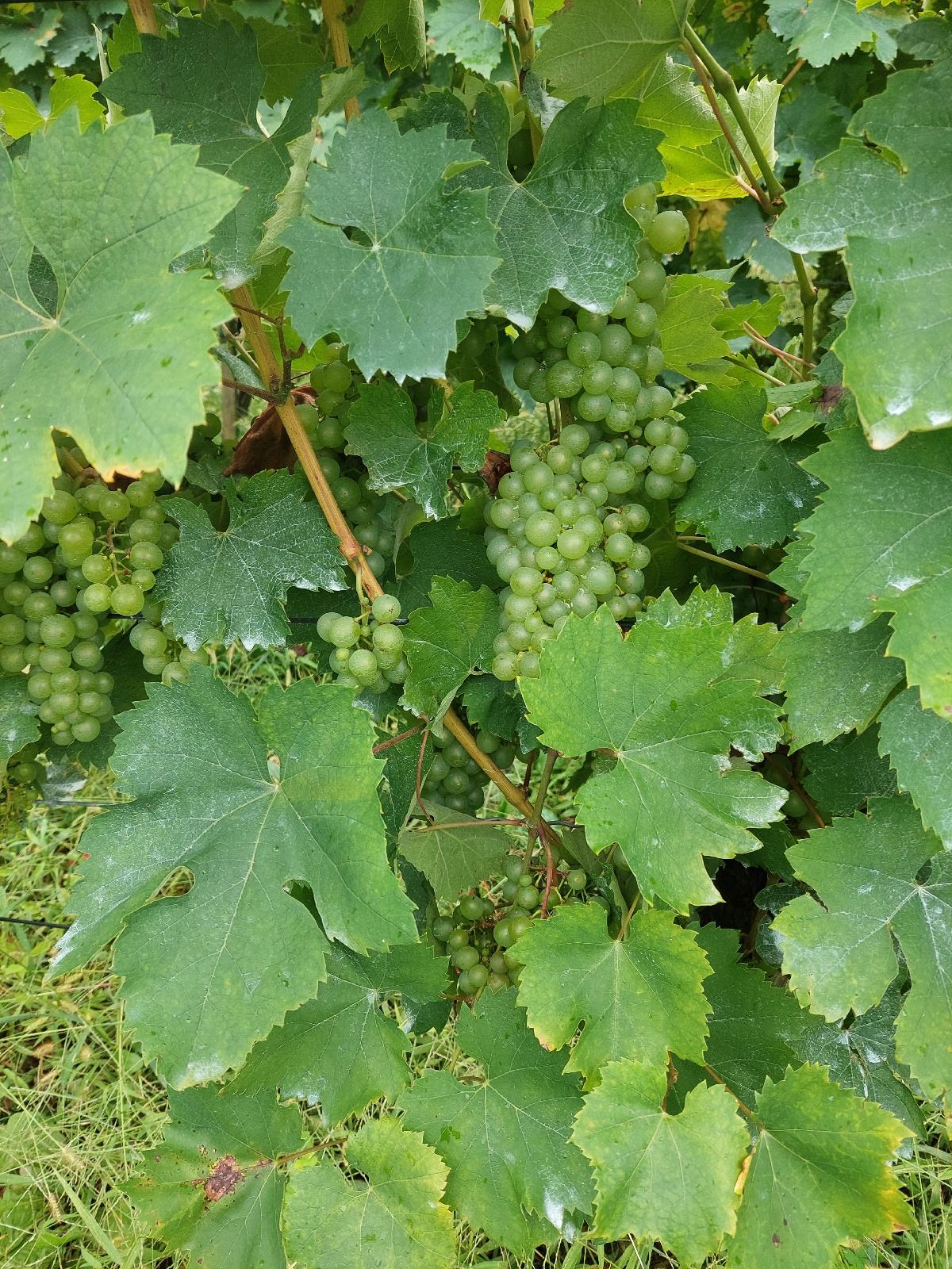 grozdze grasevina, bjelina, silvanac