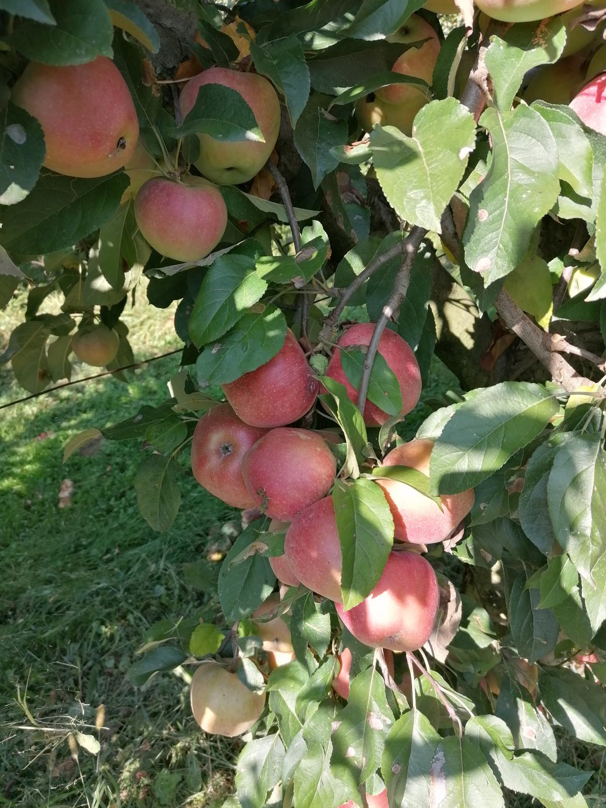 Jabuka - Idared, Jonagold, Gloster, - 5kn/kg (MOGUĆ DOVOZ U ZAGREB)